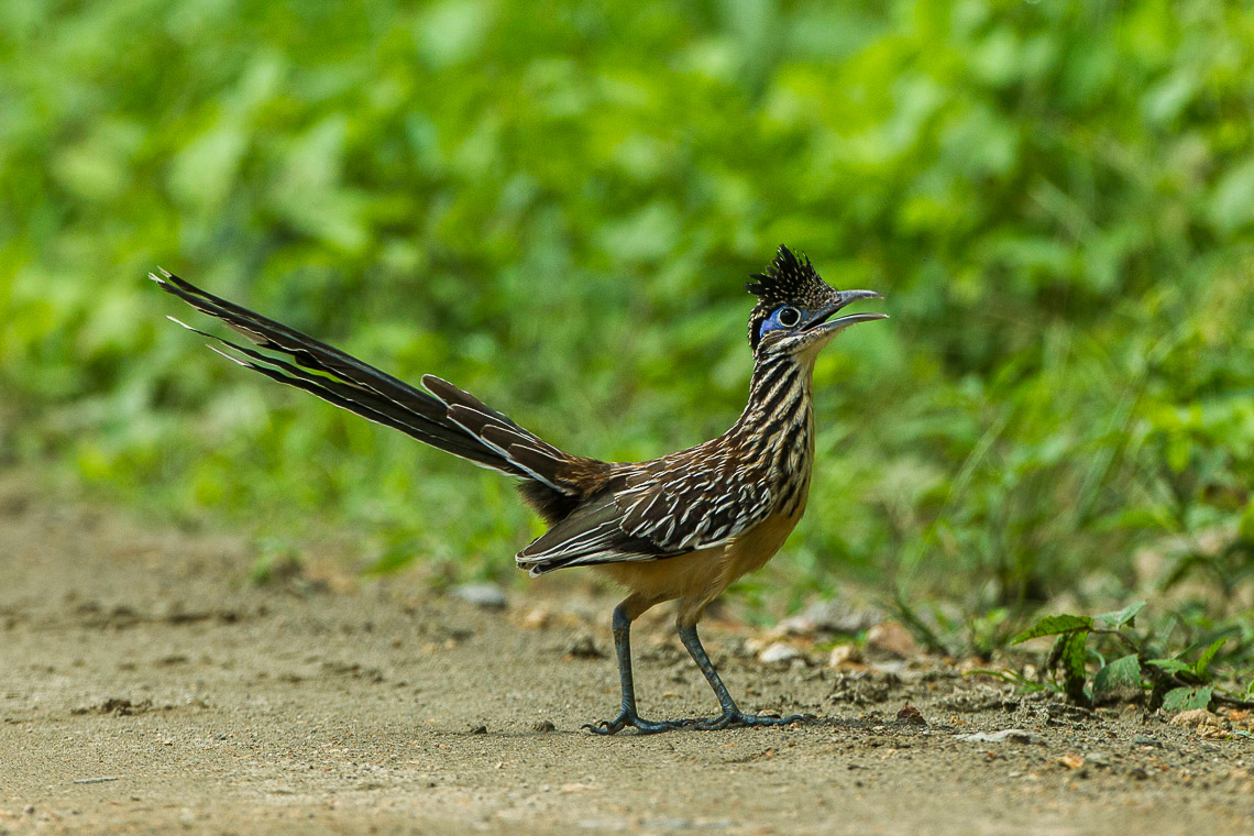 Roadrunner: Meet the Real Bird Behind the Cartoon