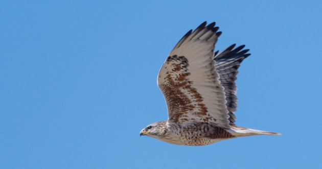 10 Winter Birds to Spot During the Christmas Bird Count