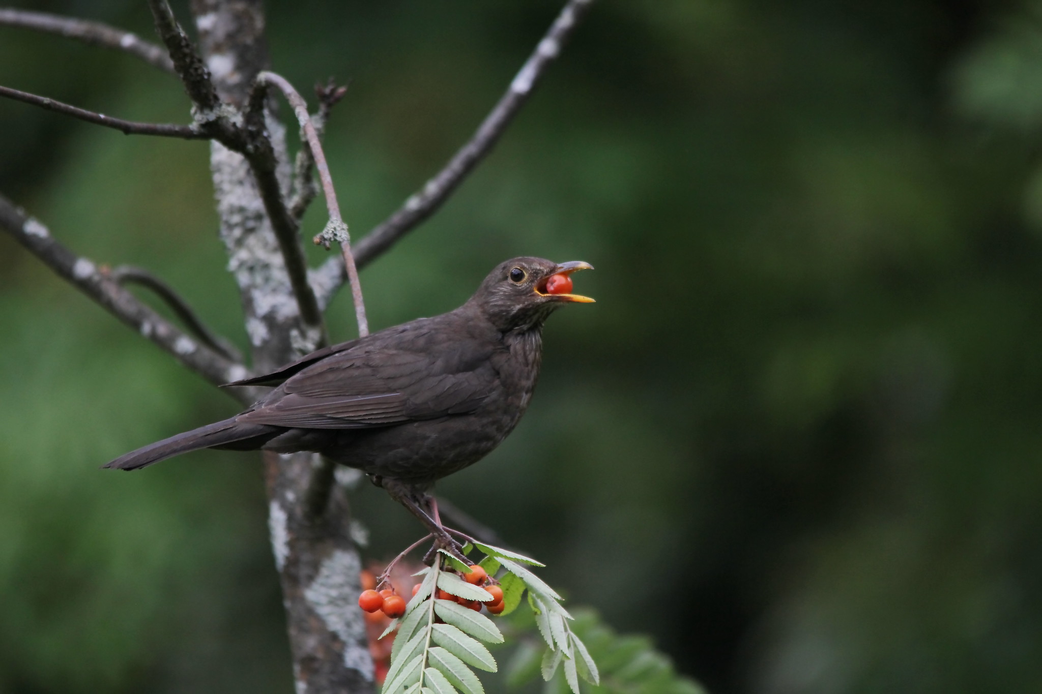 What Are the 4 Calling Birds? Probably Not What You Think.