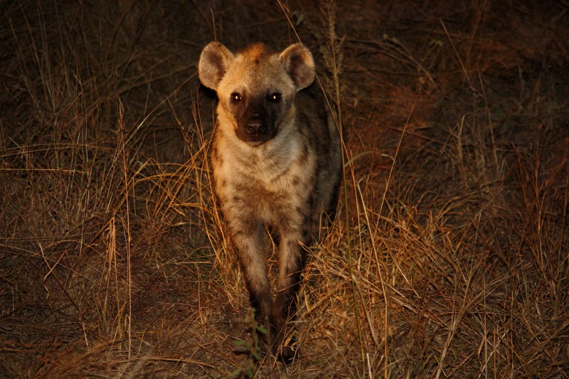 How Hyenas Sanitize The City