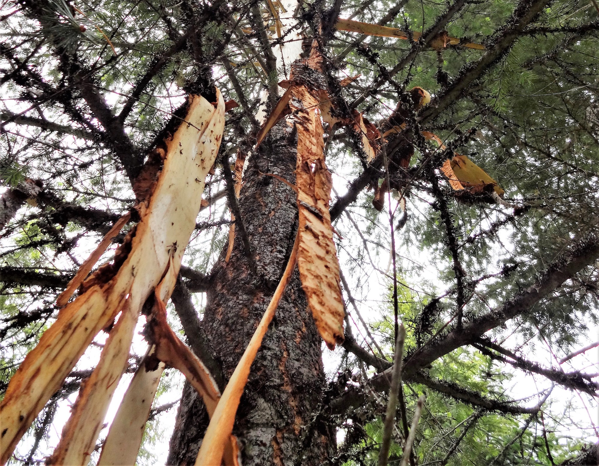 What Damaged That Tree? Probably Not What You Think