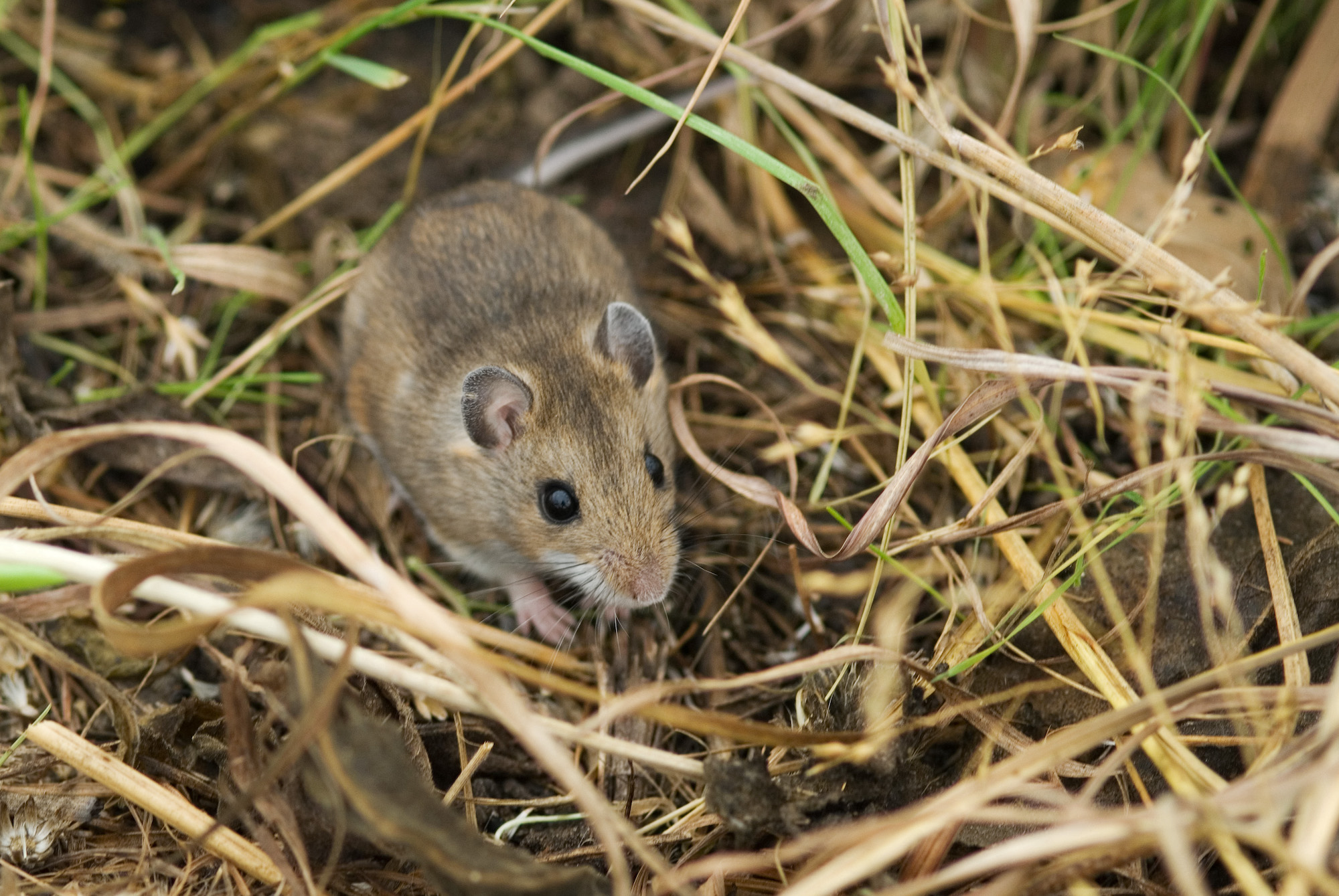 Deer Mice: Get to Know North America’s Most Abundant Mammal
