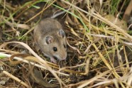 Deer Mice Get To Know North America s Most Abundant Mammal