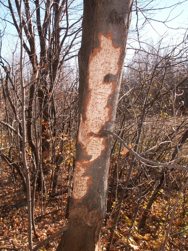 What Damaged That Tree? Probably Not What You Think