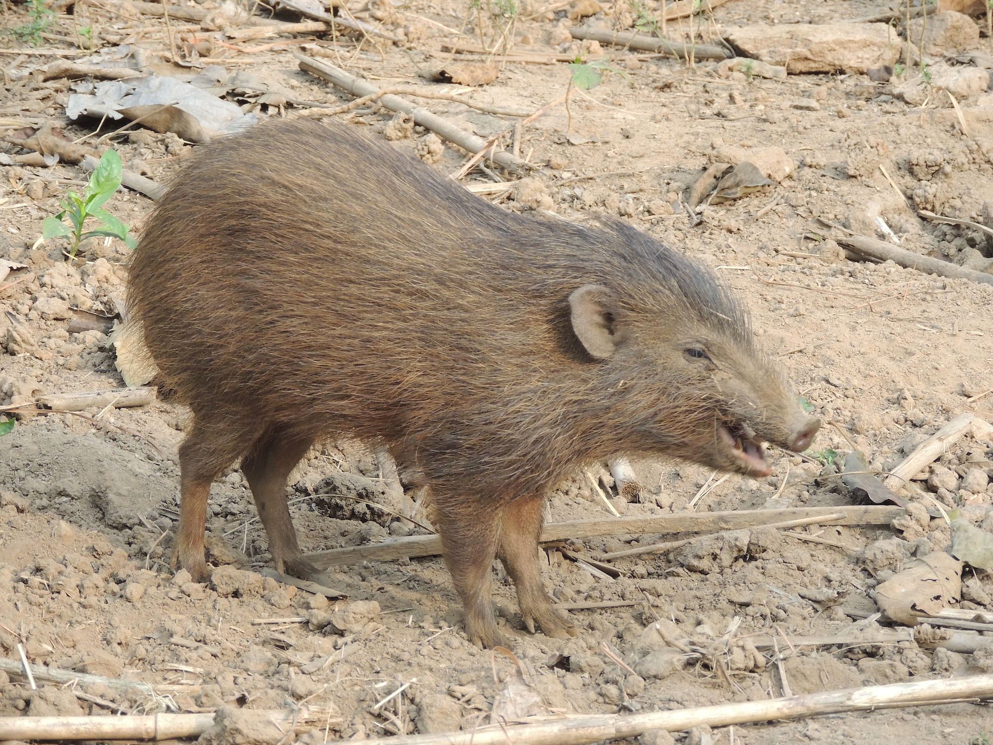 Do You Know the World’s Weirdest Wild Pigs?