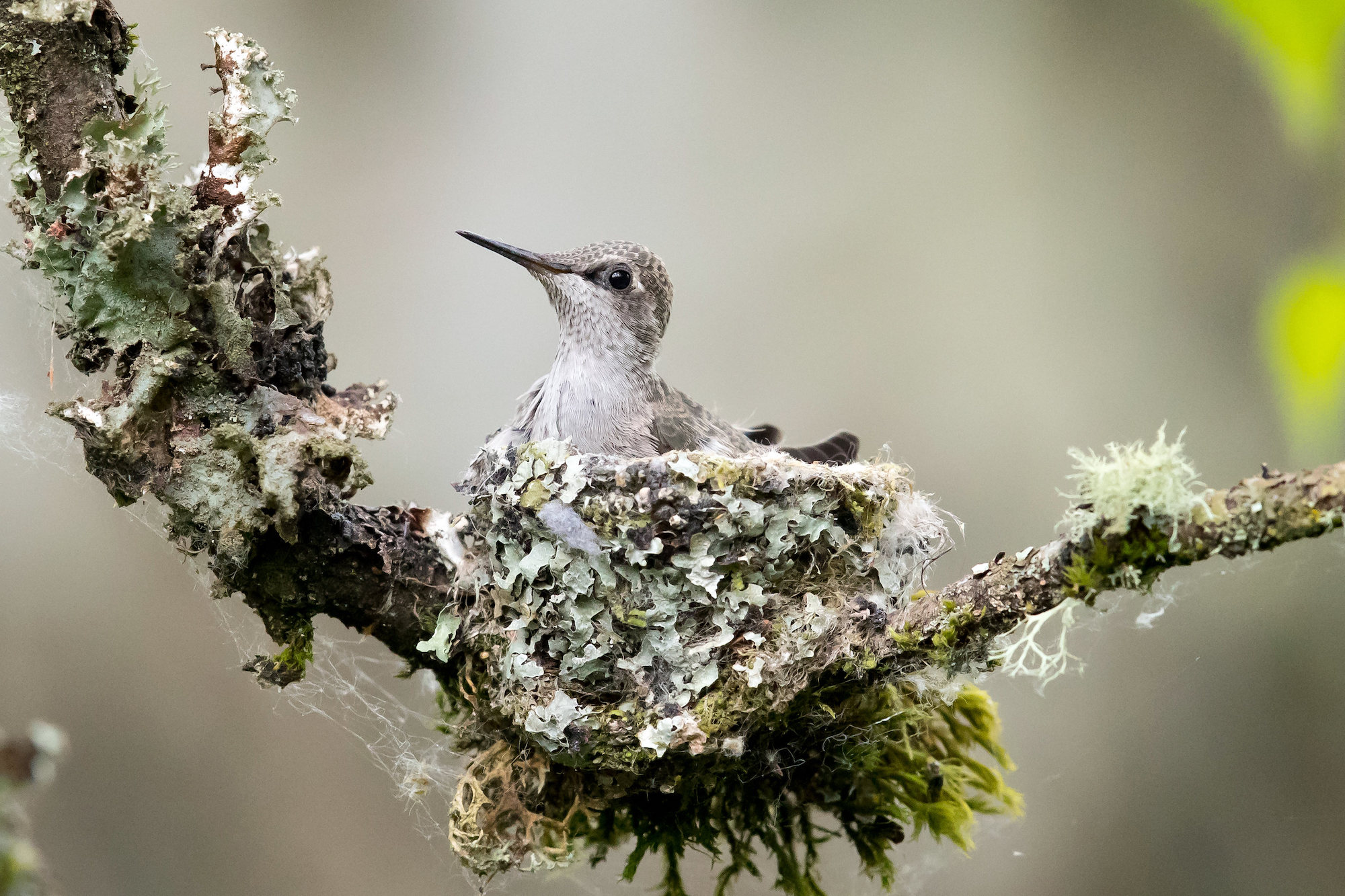 Beginner’s Tips For Identifying Backyard Bird Nests