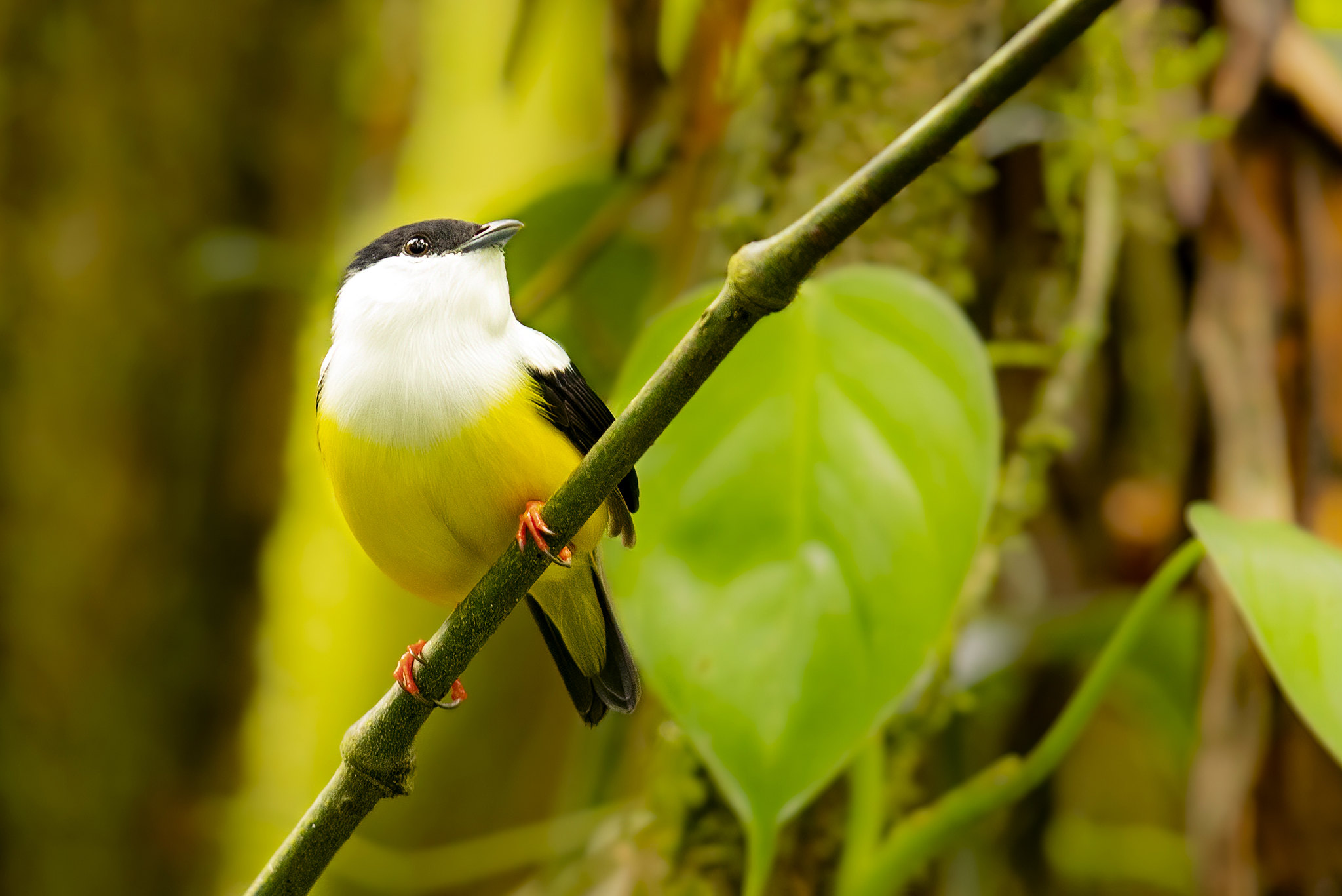 Look at that Lek! 9 Birds That Put on A Show