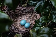 Beginner s Tips For Identifying Backyard Bird Nests Beginner s Tips For Identifying Backyard Bird Nests