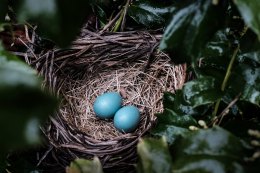 Beginner s Tips For Identifying Backyard Bird Nests