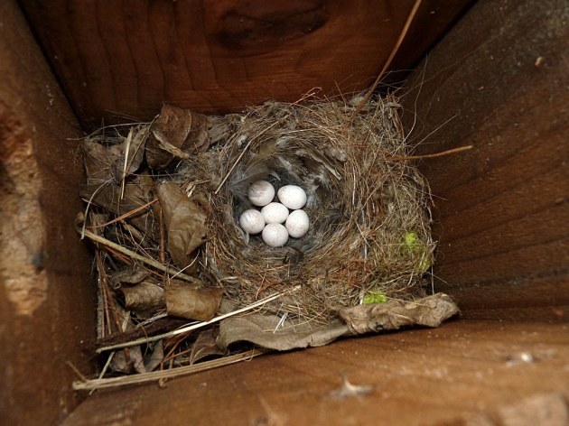 Beginner’s Tips For Identifying Backyard Bird Nests