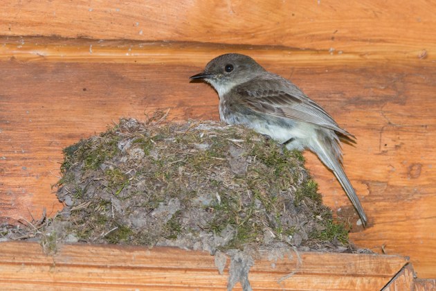 Beginner’s Tips For Identifying Backyard Bird Nests