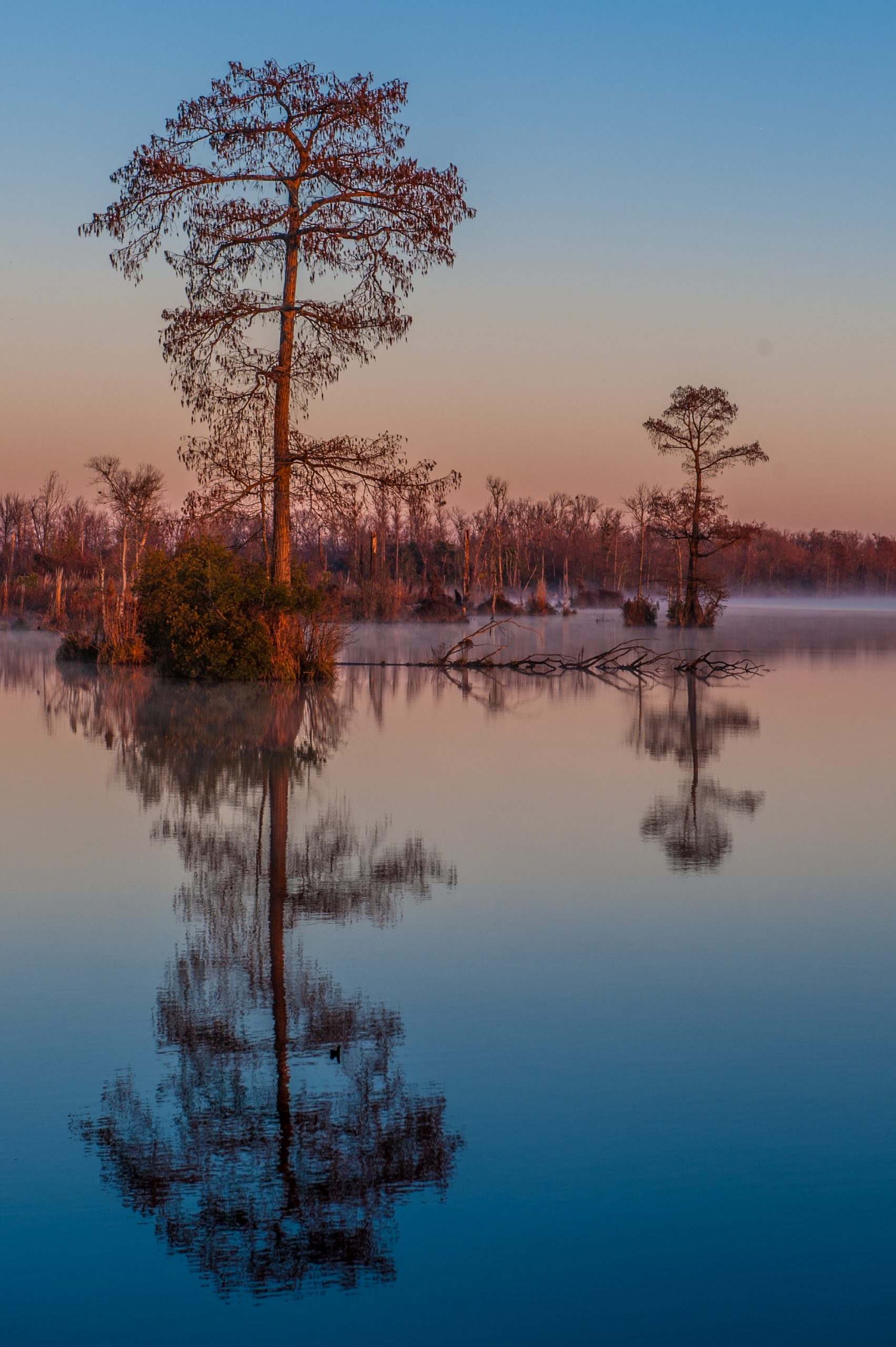 Protecting and Restoring the Floodplain Forest