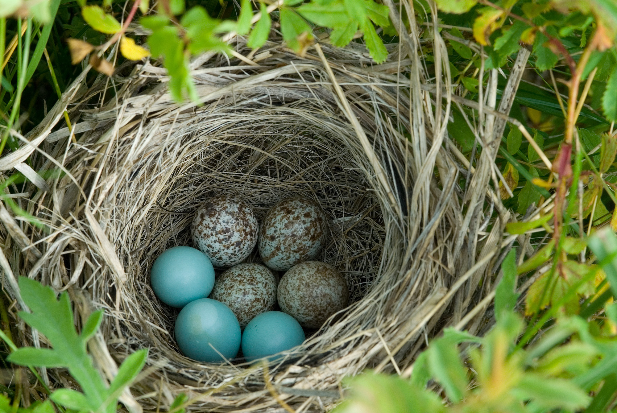 Beginner’s Tips For Identifying Backyard Bird Nests