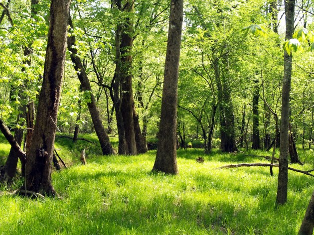 Protecting and Restoring the Floodplain Forest