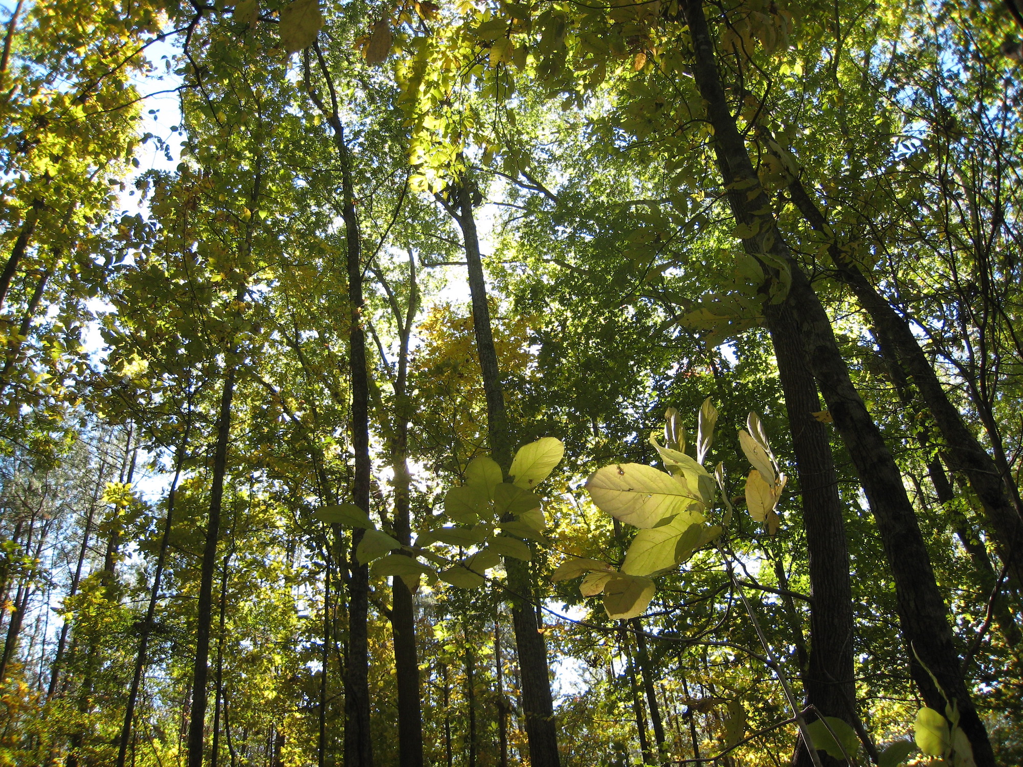 Protecting and Restoring the Floodplain Forest