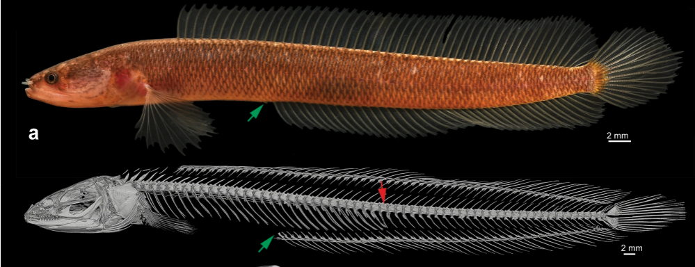 India’s Fantastic Freshwater Fauna and Where to Find Them