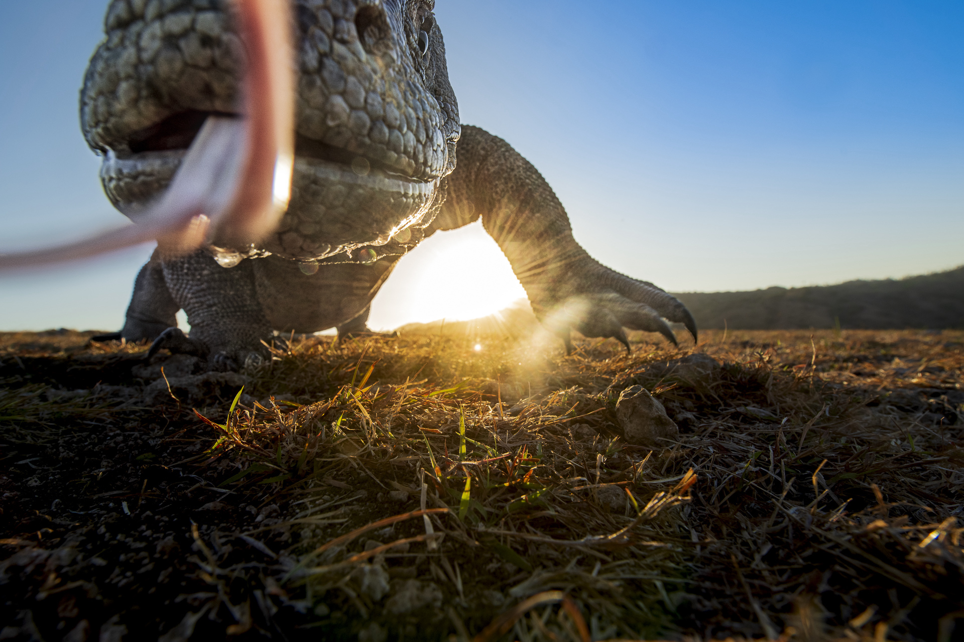 The Field Herper: Finding Reptiles and Amphibians for Fun