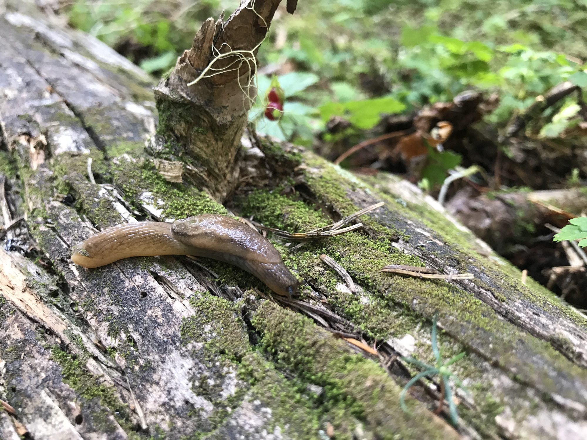 The Jumping Slugs of the Pacific Northwest
