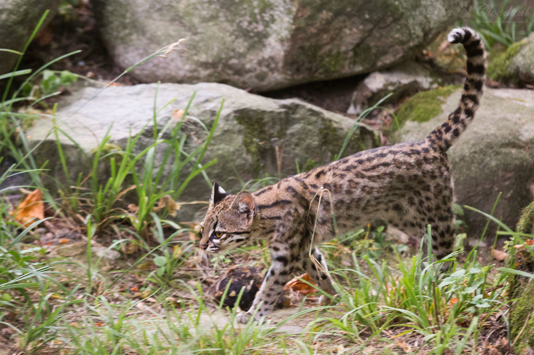 8 Cool Wild Cats You Probably Don’t Know
