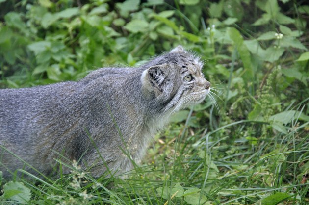 8 Cool Wild Cats You Probably Don’t Know