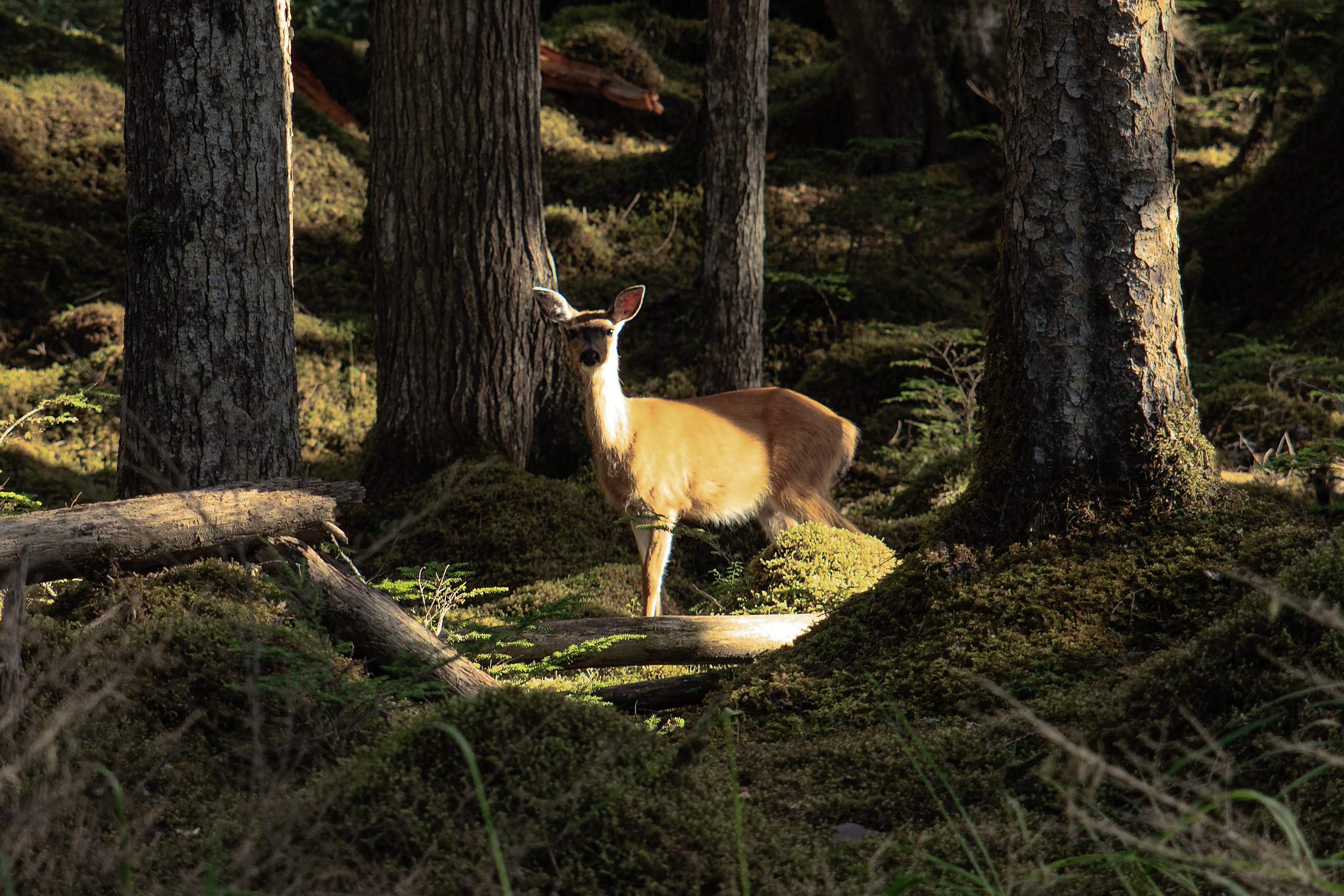 Seeing the Forest for the Deer: Alaskan Scientists Harness Big Data for ...