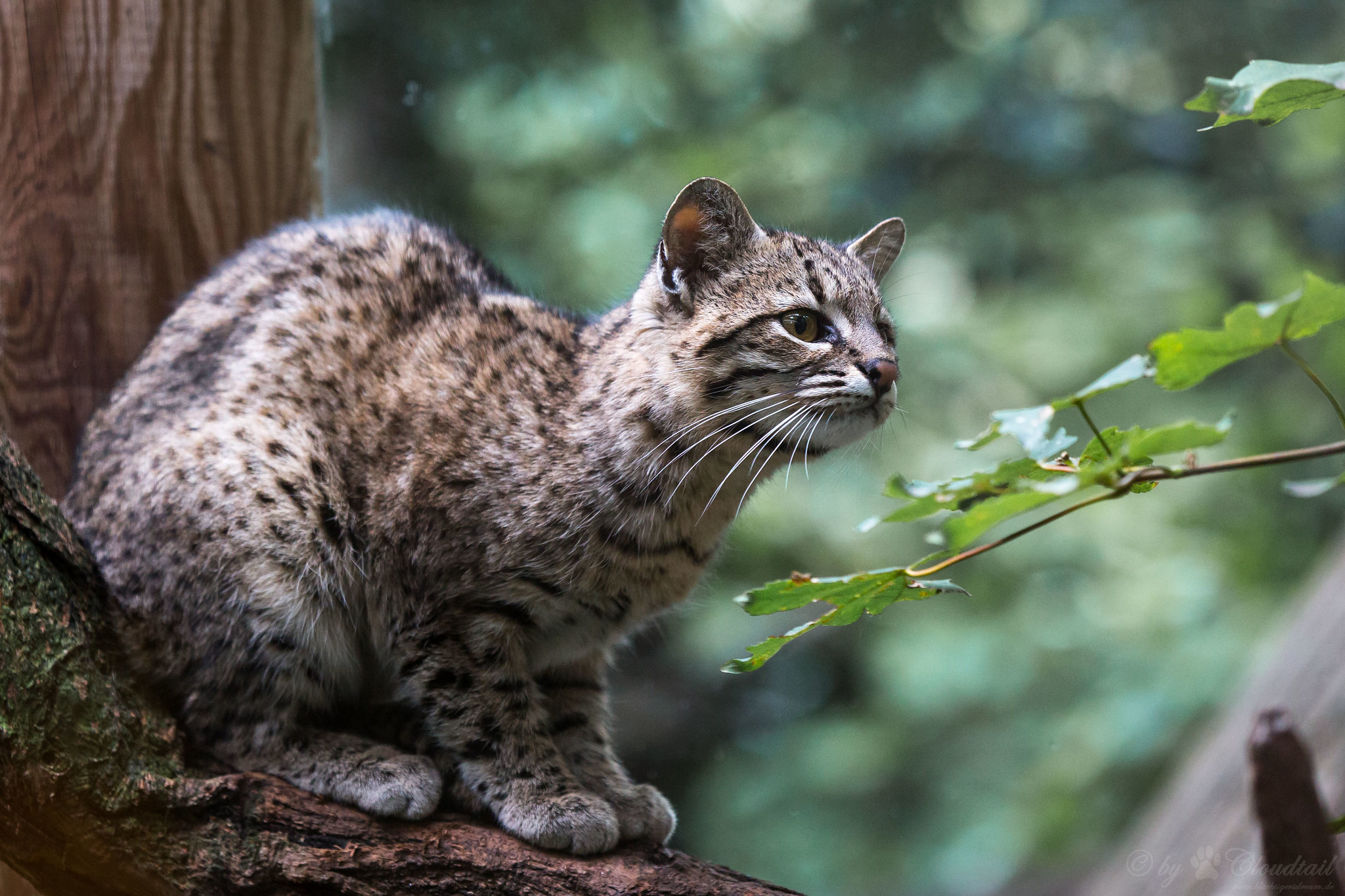 8 Cool Wild Cats You Probably Don’t Know