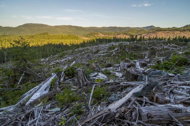 Seeing the Forest for the Deer: Alaskan Scientists Harness Big Data for ...