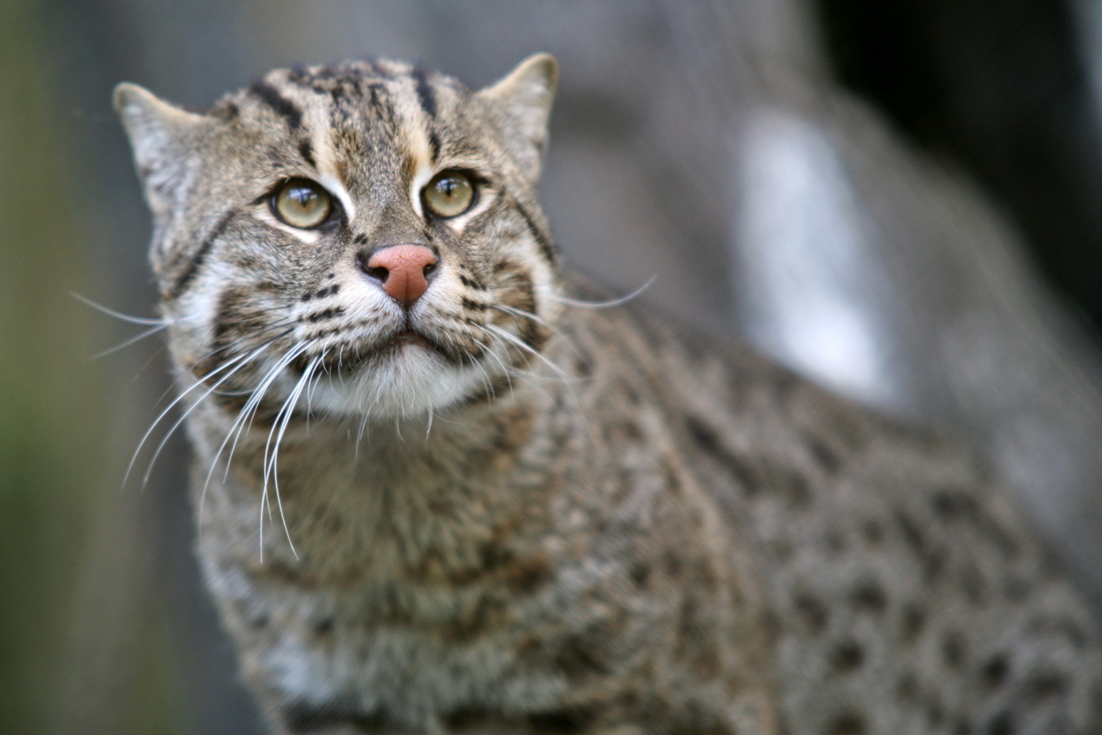 8 Cool Wild Cats You Probably Don’t Know