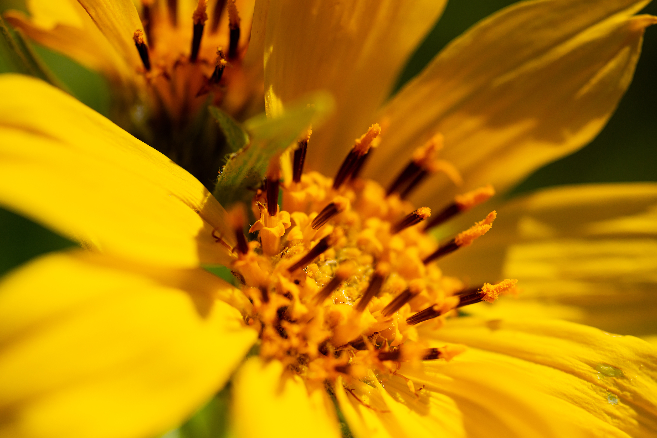 Spring Flowers Are Blooming Earlier in Greater Yellowstone