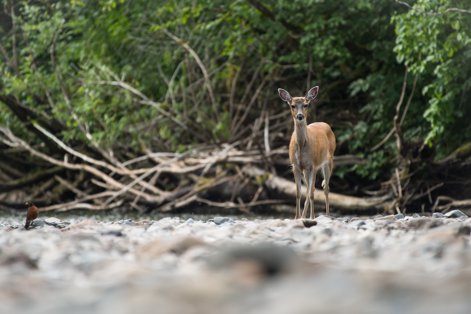 Seeing the Forest for the Deer: Alaskan Scientists Harness Big Data for ...