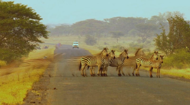 Saving Animals by Mapping Their Migrations - Cool Green Science