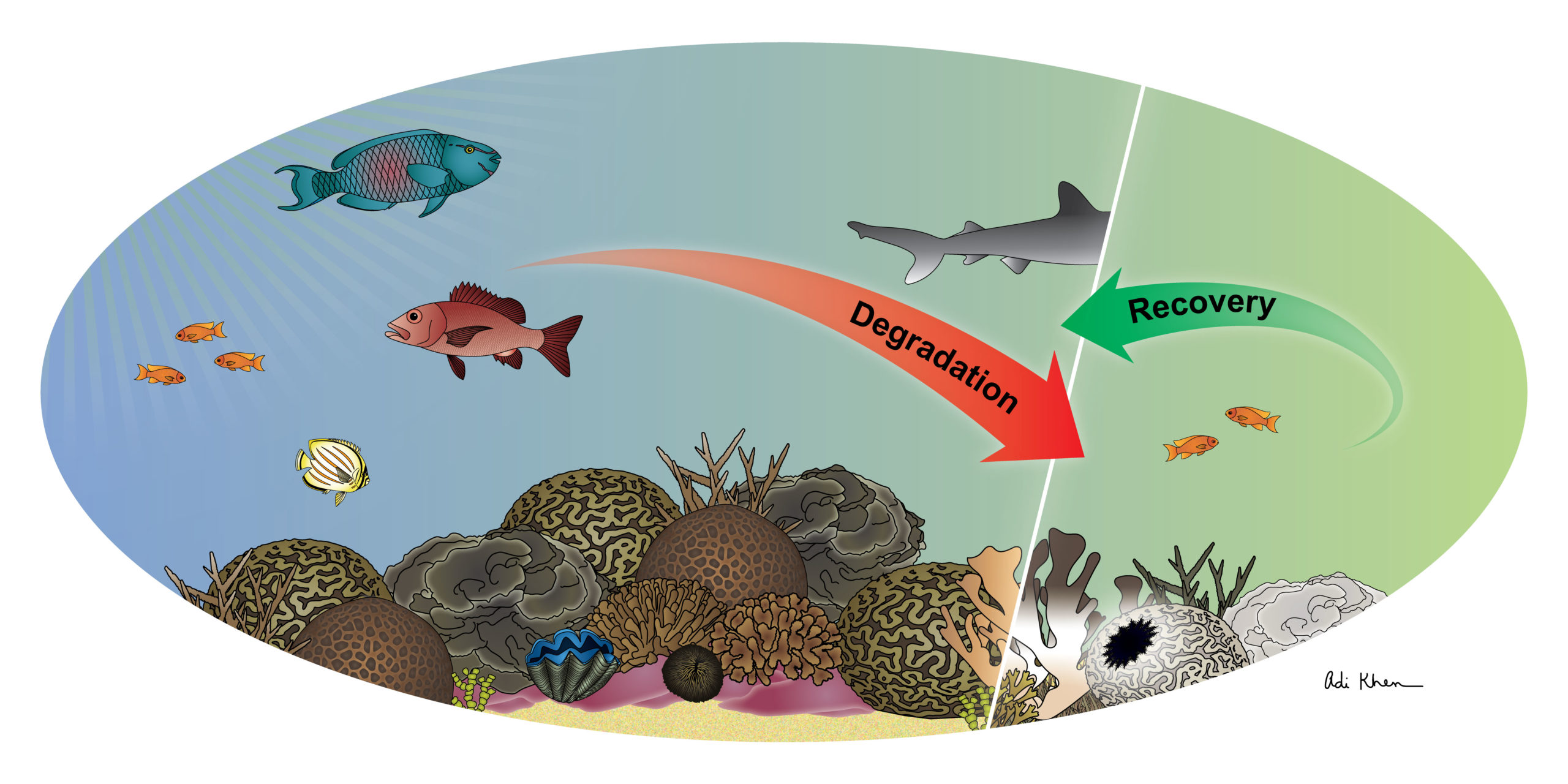 Resilience and Stability on Palmyra's Coral Reefs - Cool Green Science