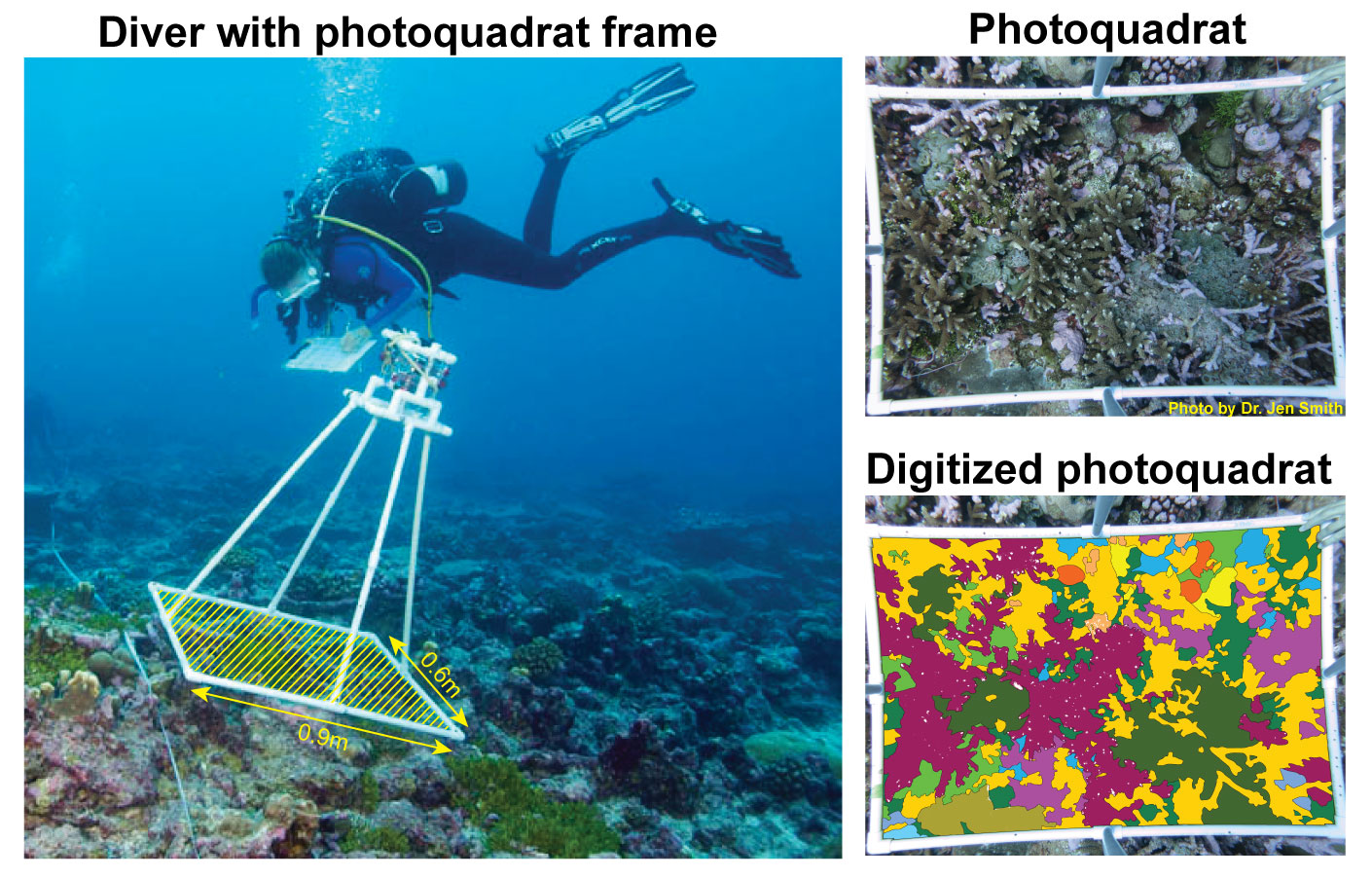 Resilience and Stability on Palmyra's Coral Reefs - Cool Green Science