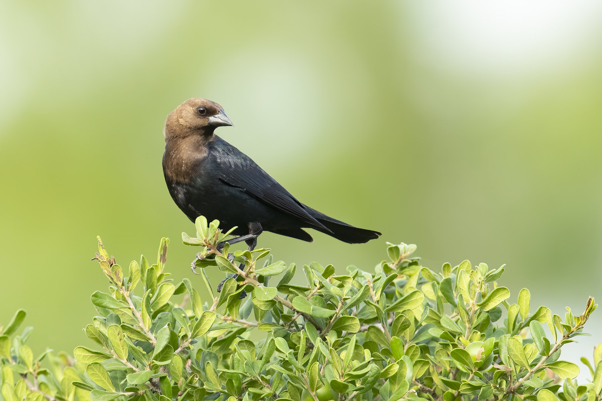 It’s a Trap: Managing Cowbirds to Save Songbirds