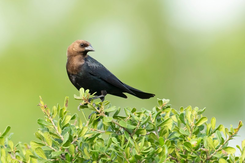 It’s a Trap: Managing Cowbirds to Save Songbirds