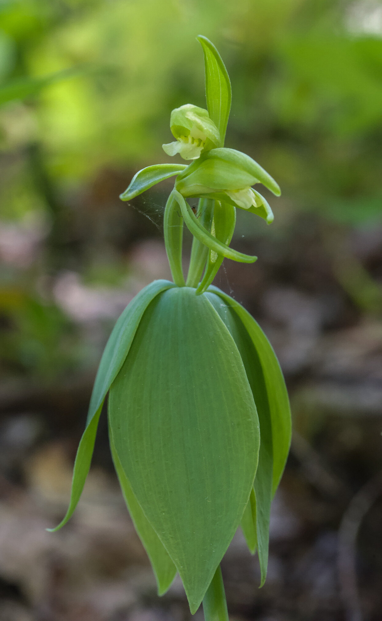 Lost Orchid Found: Flower “Extinct” Since 1902 Blooms