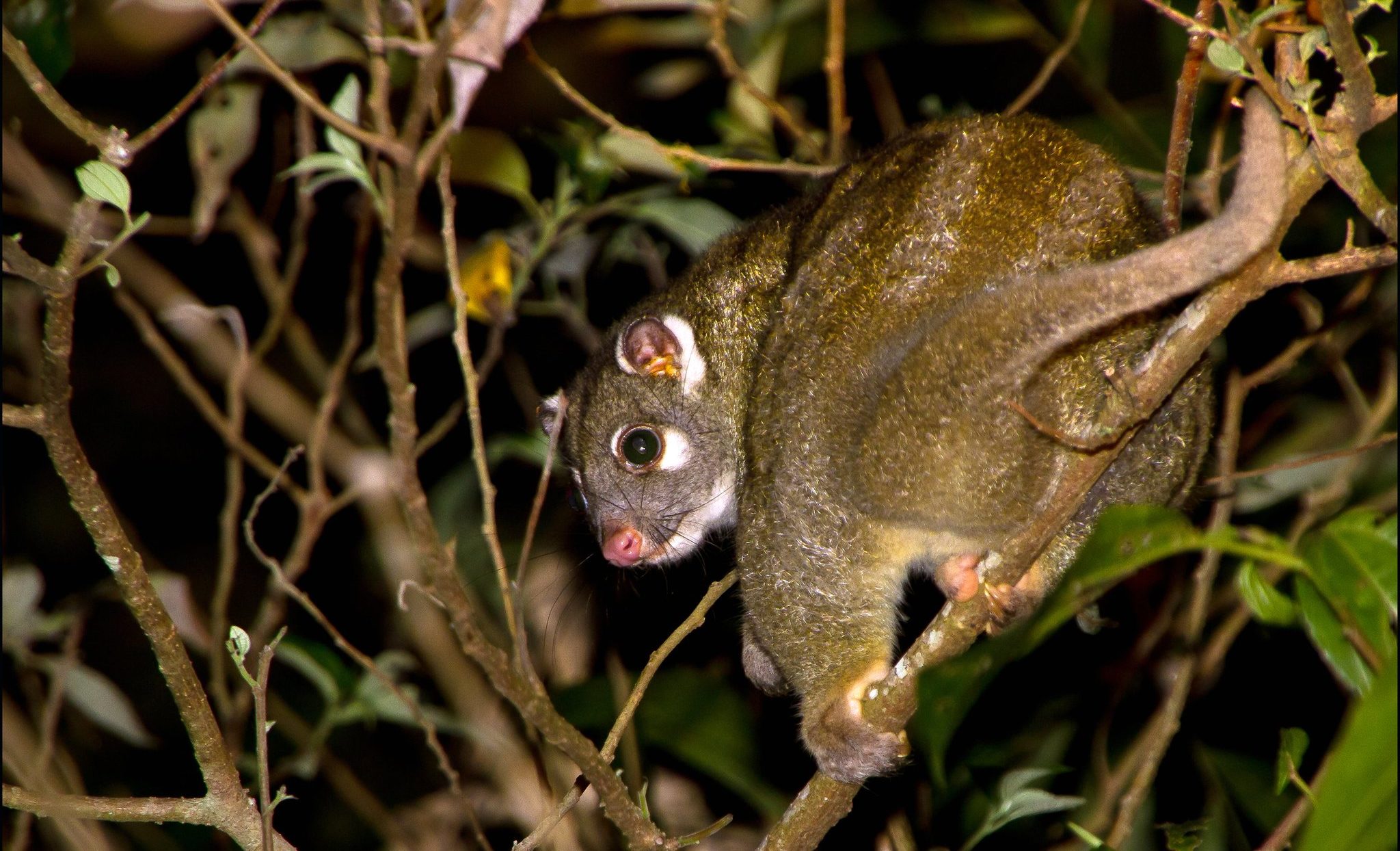 10 Weird Australian Marsupials You’ve Never Heard Of