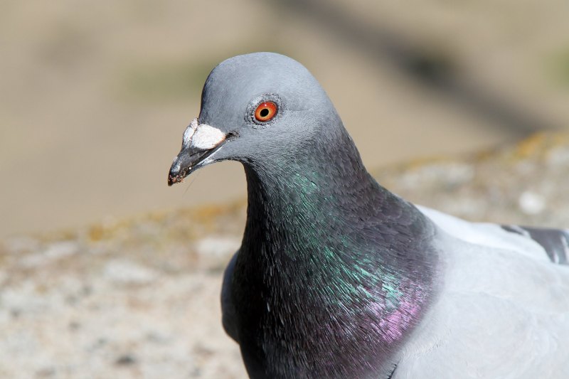 Where Did Pigeons Come From?