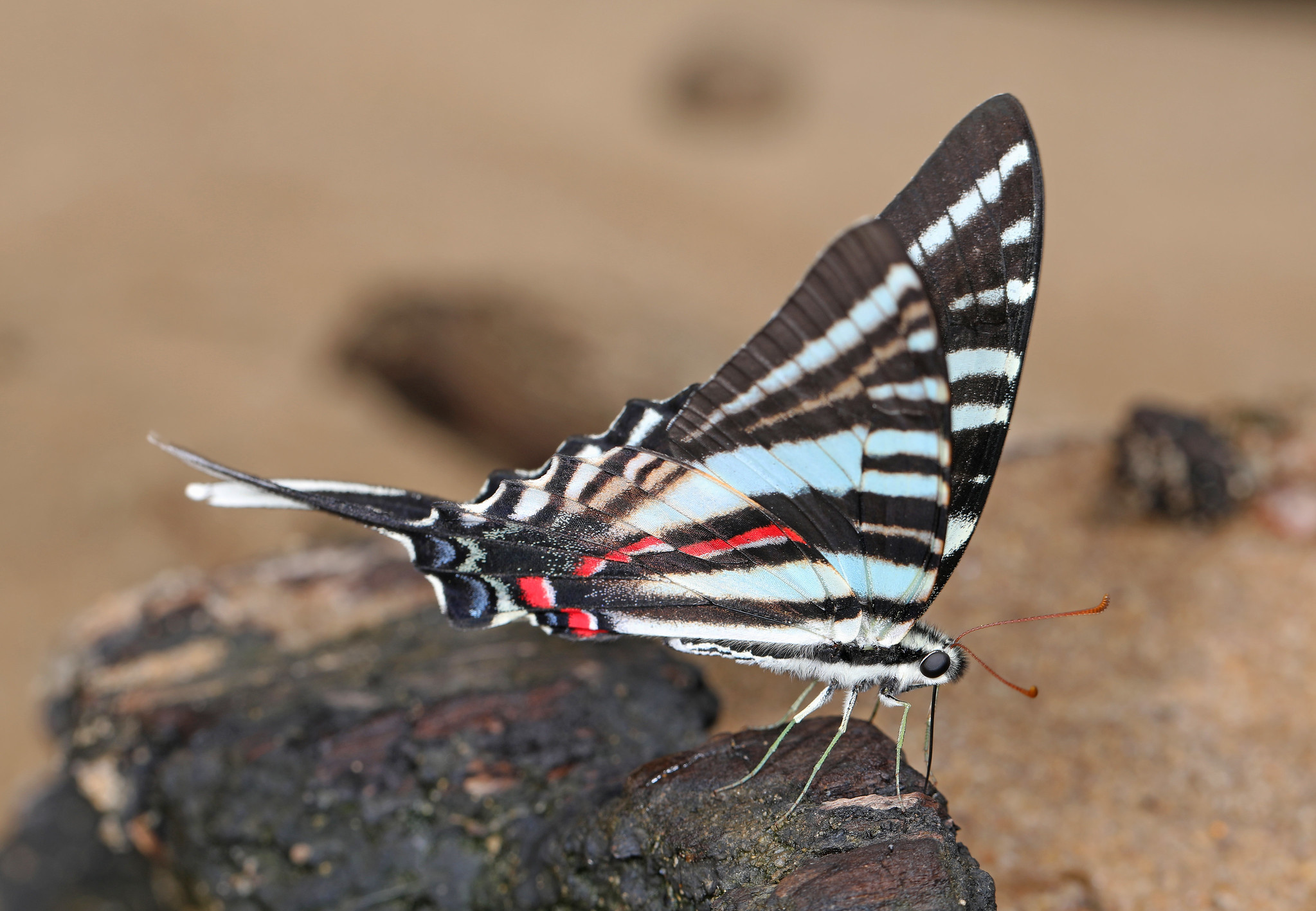 A Beginner’s Guide to Butterfly Watching
