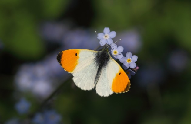 A Beginner’s Guide to Butterfly Watching
