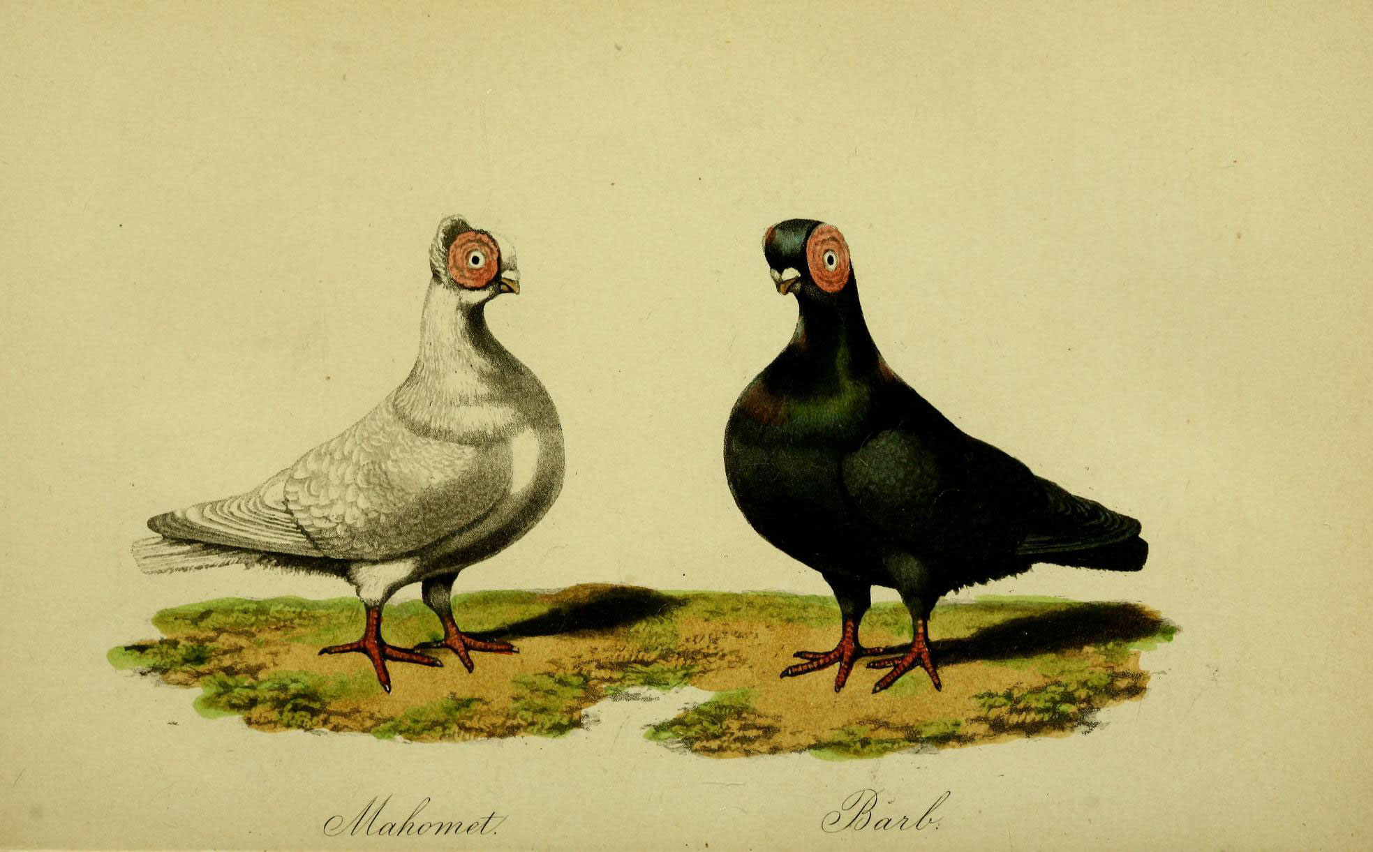 Where Did Pigeons Come From?