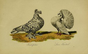 Where Did Pigeons Come From?