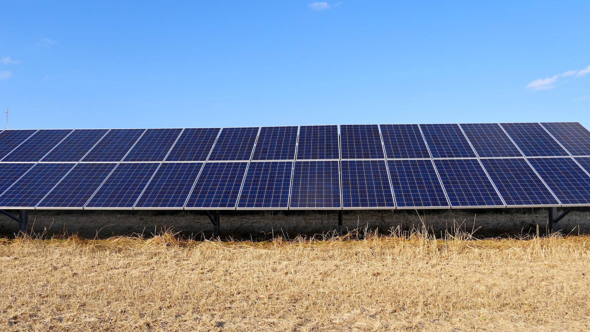 Why Are Some Wolves Black? The Answer Will Surprise You