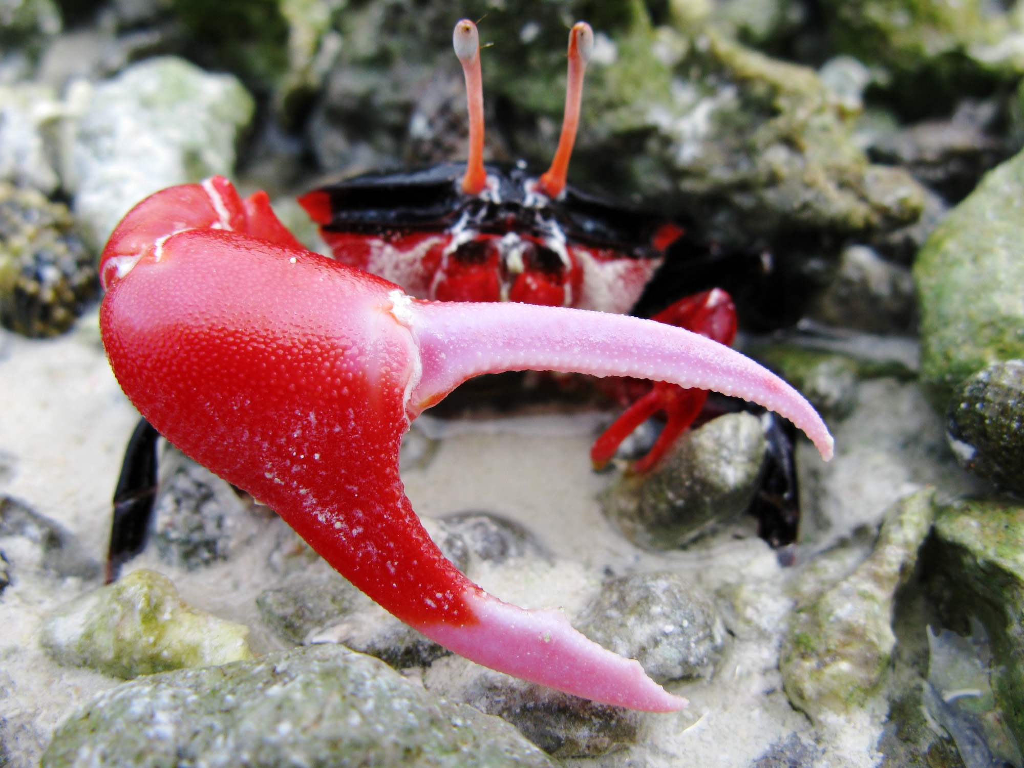 Meet the World’s Largest Land Crab