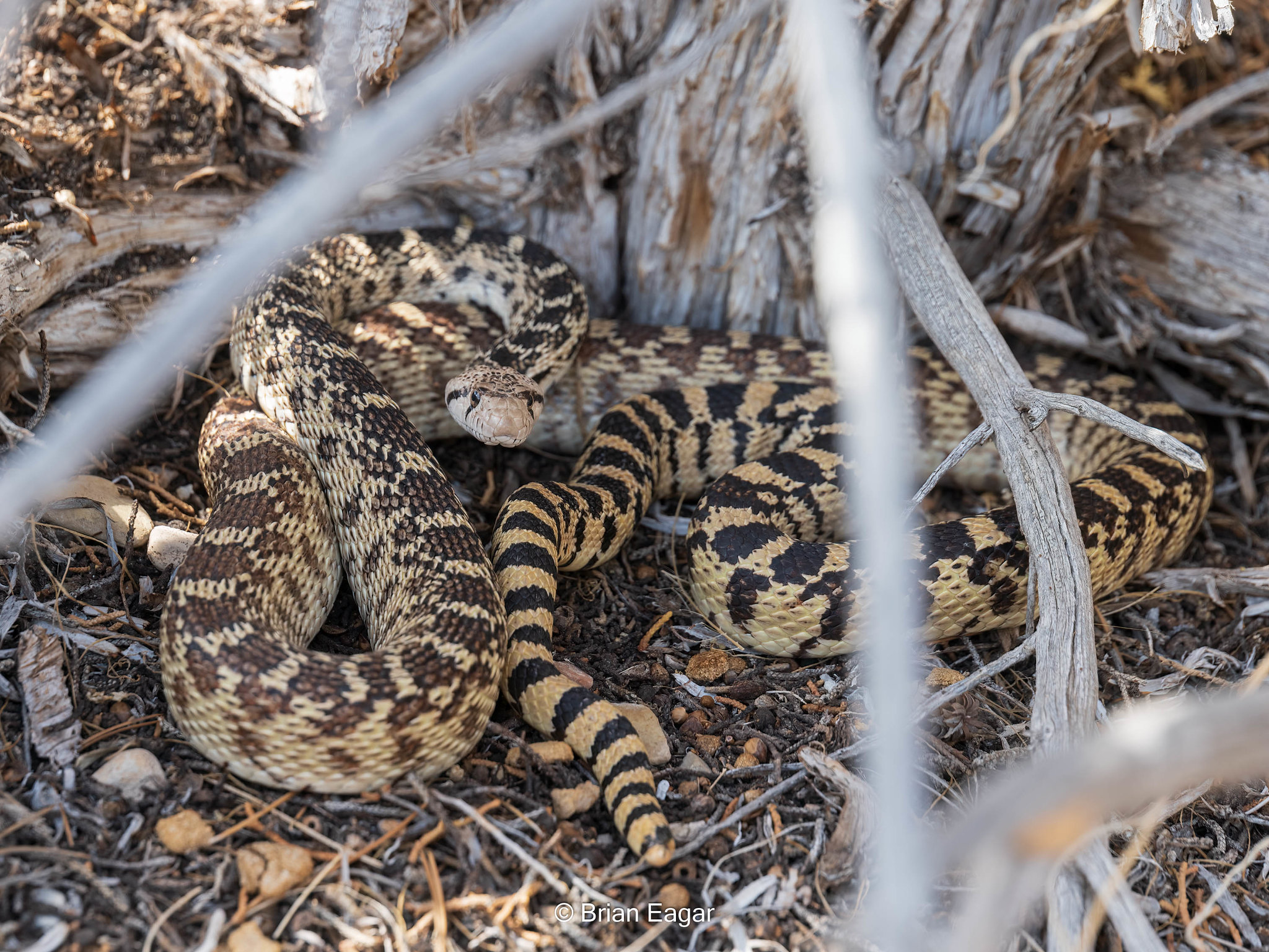 Cool and Overlooked Critters of the Sagebrush Sea
