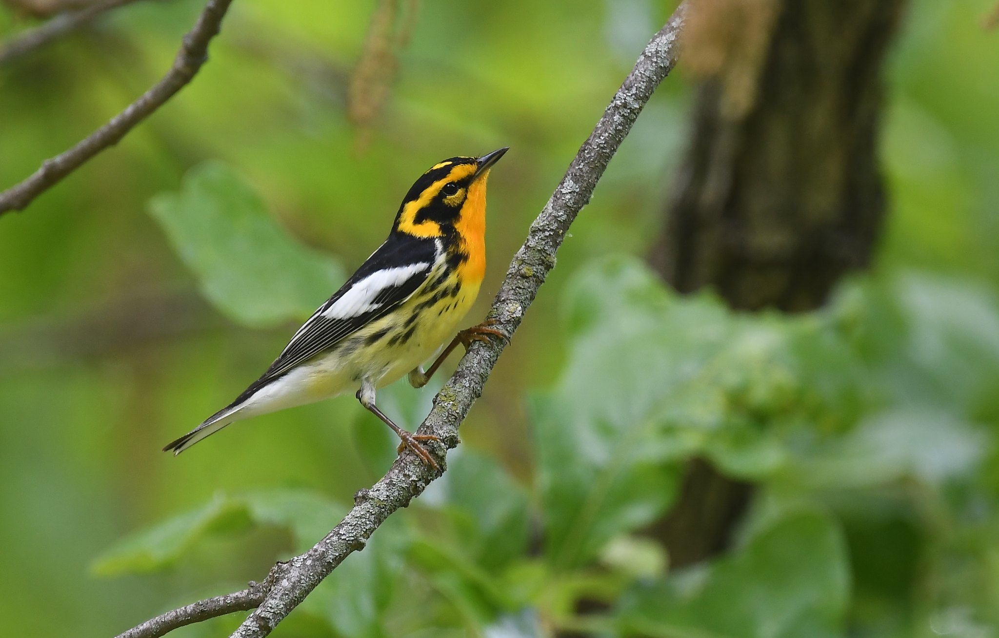 BirdCast: It's Like a Weather Forecast, But for Birds