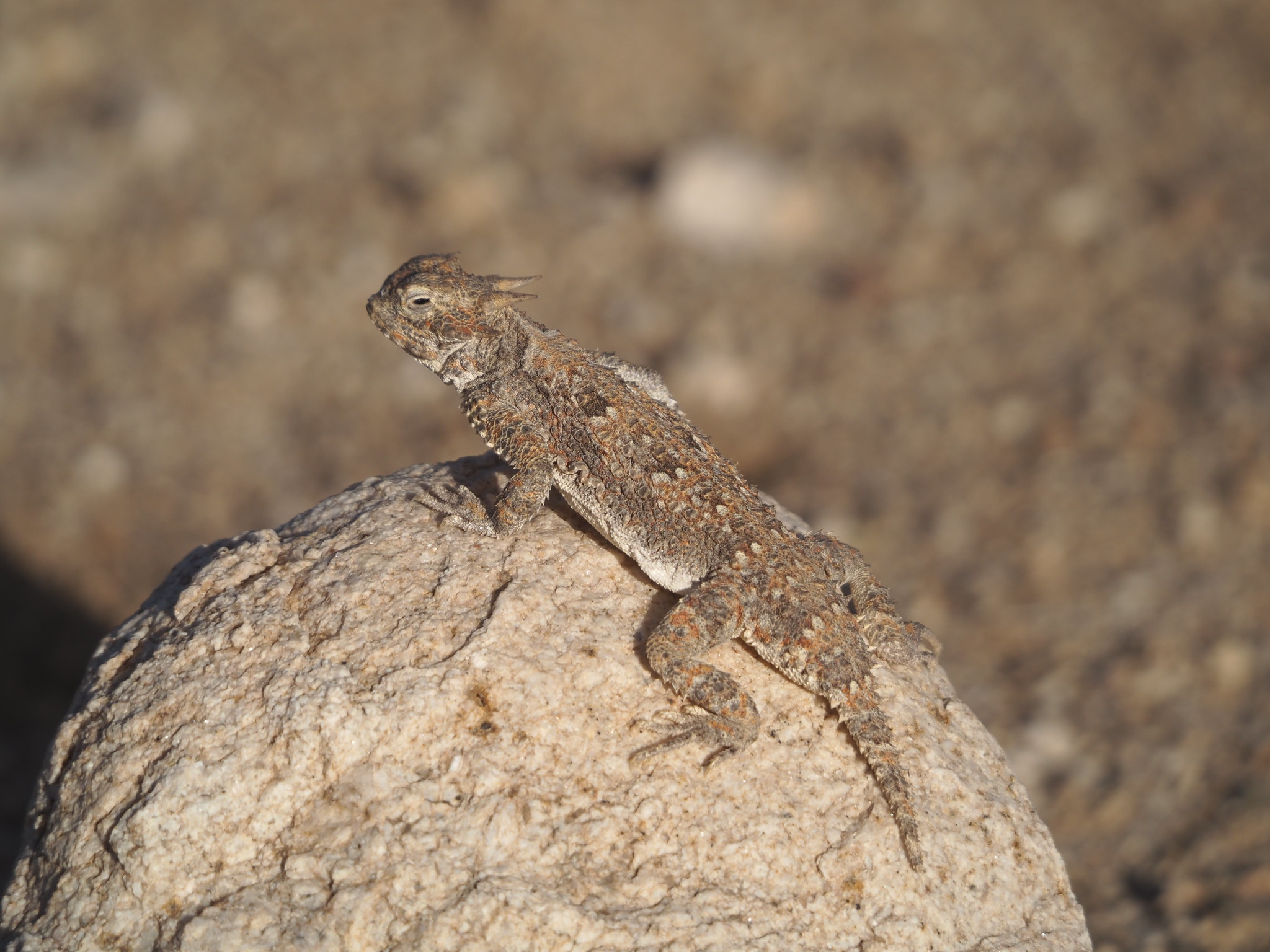 Cool and Overlooked Critters of the Sagebrush Sea