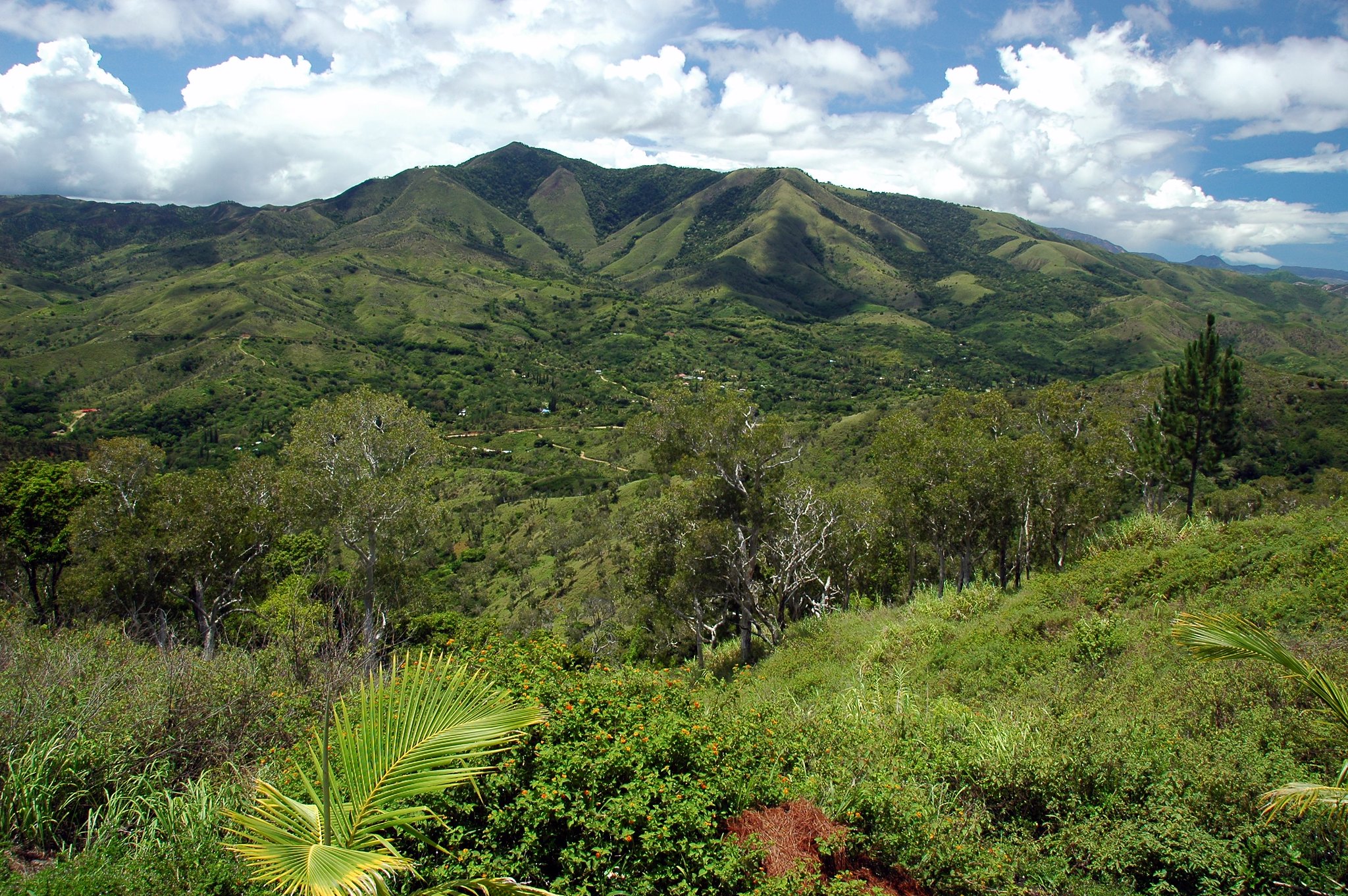 The Weirdest Places You Can Find Wild Turkeys