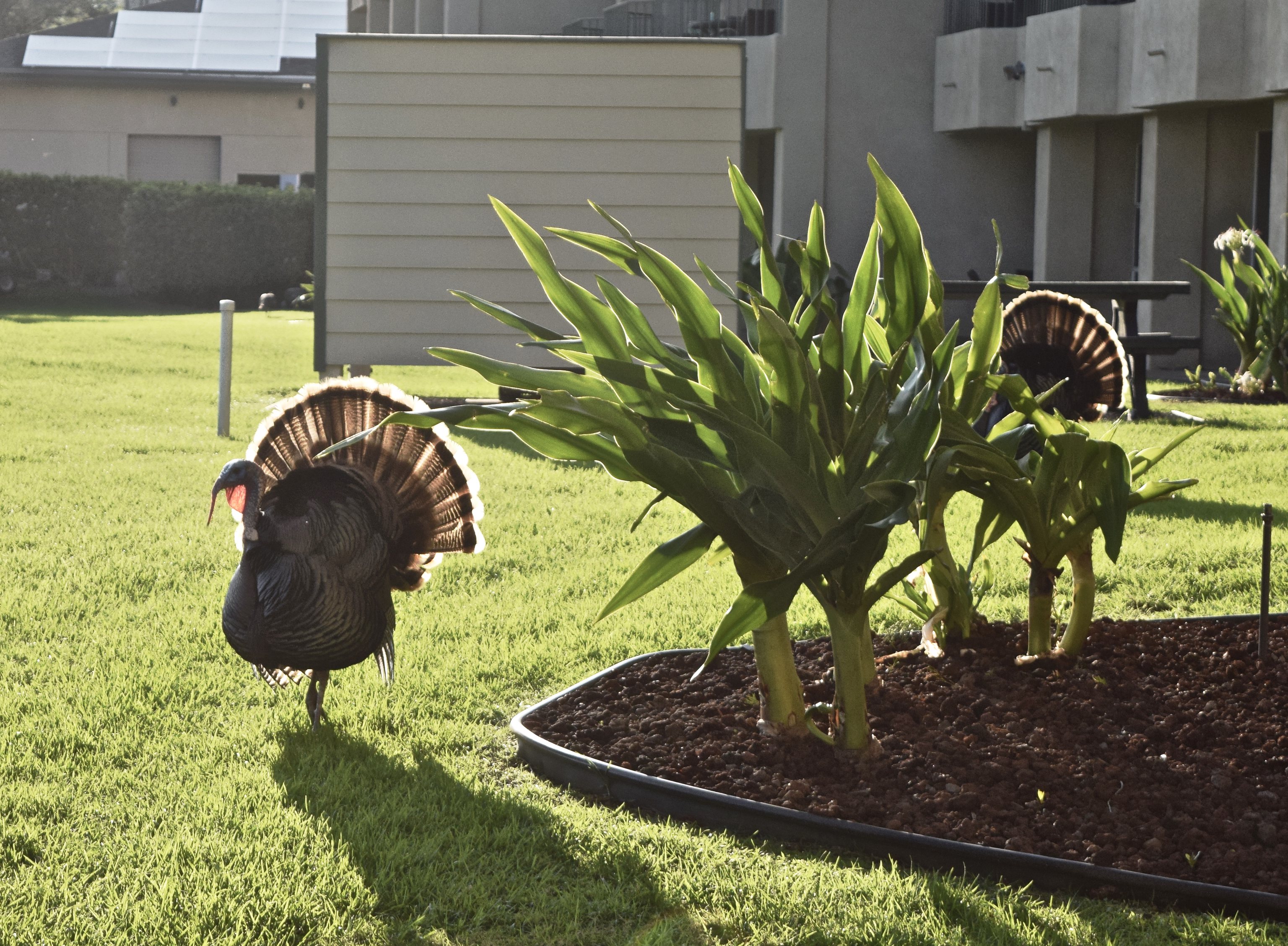 The Weirdest Places You Can Find Wild Turkeys