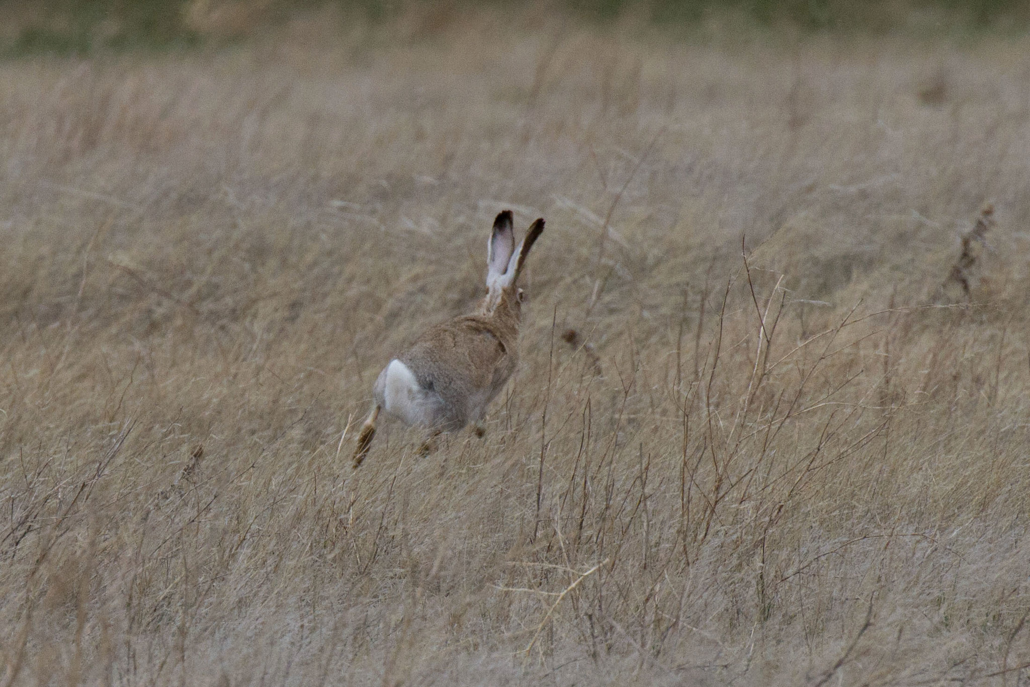 A Field Guide to Jackrabbits - Cool Green Science